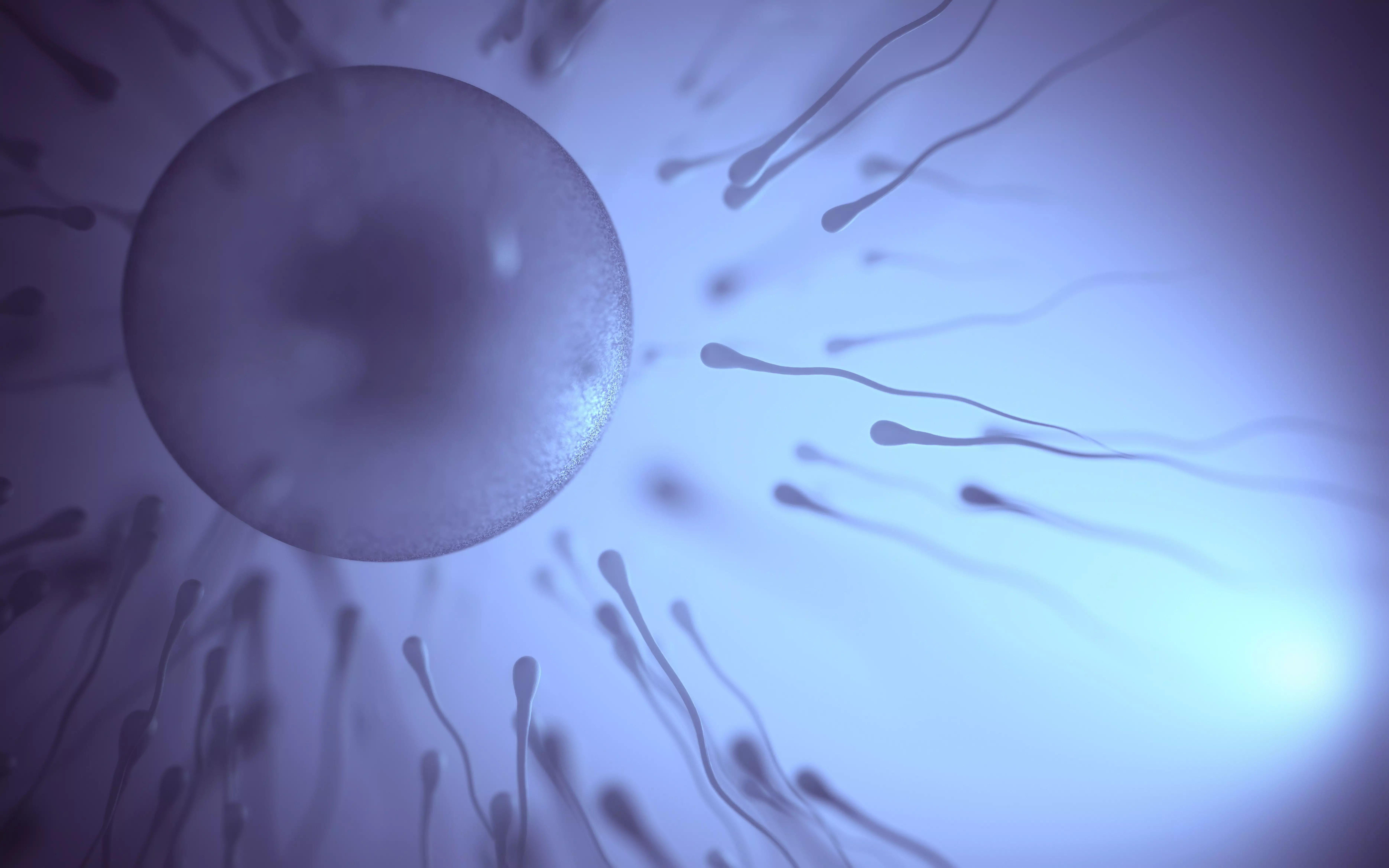 „Věk“ vašich spermií může předpovídat vaše šance na otěhotnění